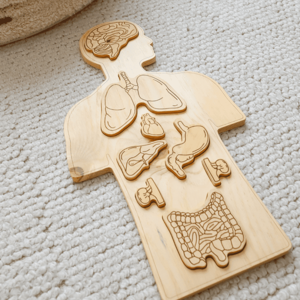 Wooden Anatomy / Human Body Puzzle by QToys