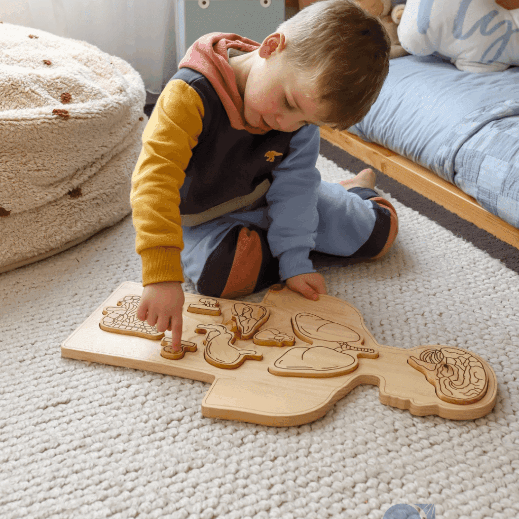 Wooden Anatomy / Human Body Puzzle by QToys